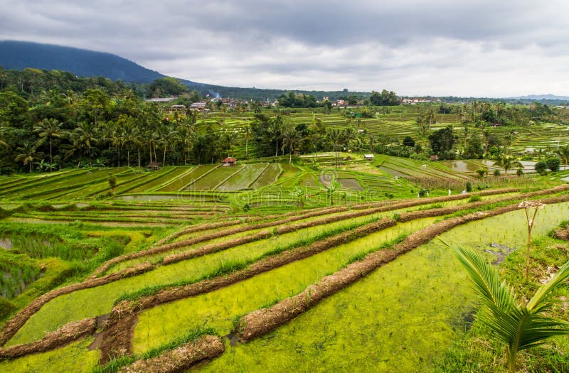 Jatiluwih rice fields stock photo. Image of beautiful - 89312594