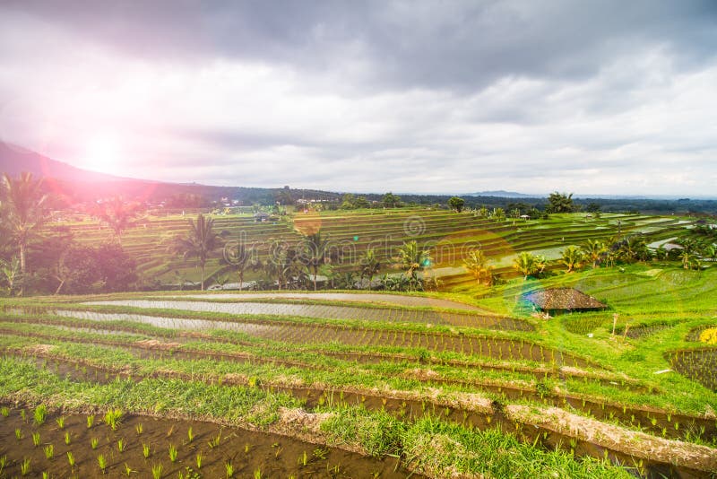 Jatiluwih rice fields stock photo. Image of landscape - 78714402