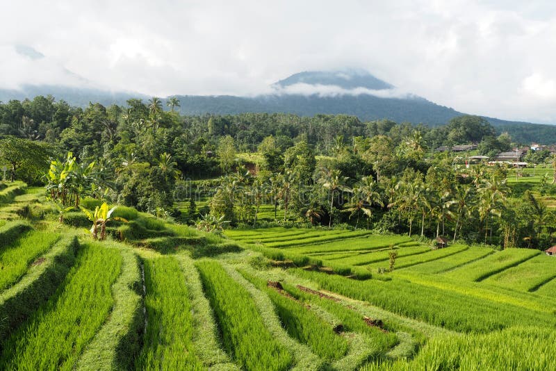 Jatiluwih rice terraces stock image. Image of bali, paddy - 70867359
