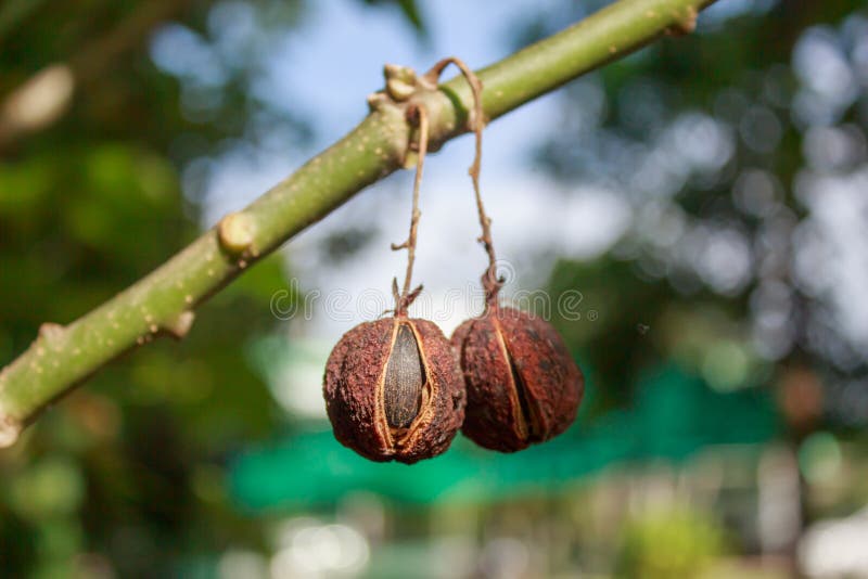 Jatropha curcas seed stock image. Image of over, brown - 46298705