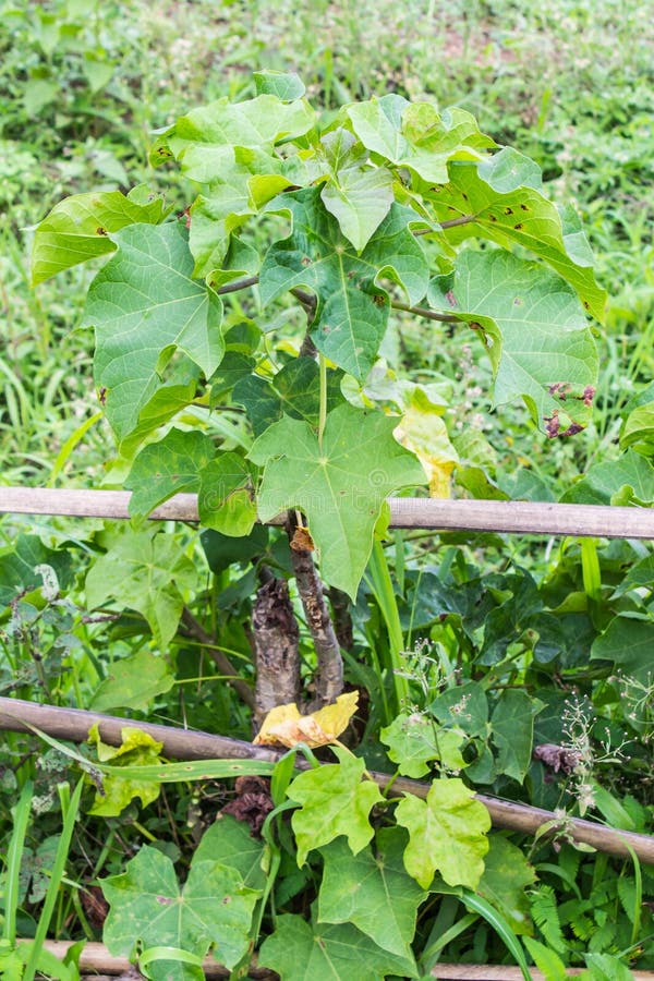 Jatropha Curcas, Physic Nut, Barbados Nut Stock Photo - Image of curcas ...