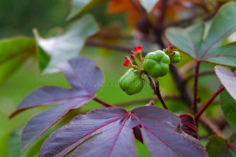 Jatropha Gossypiifolia O Planta De Castas Rojas Foto de archivo ...