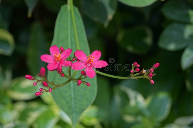 Jatropha Integerrima Flowers Stock Image - Image of flowering, garden ...