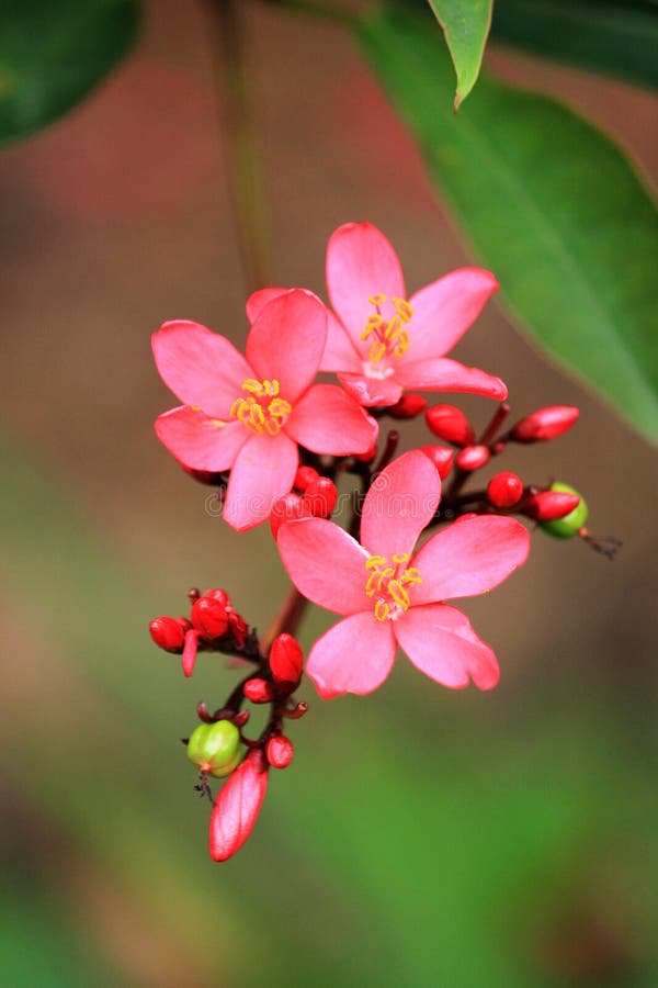 Jatropha integerrima stock image. Image of corolla, petalage - 65365555