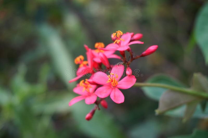 Jatropha Integerrima Flower in Nature Garden Stock Photo - Image of ...