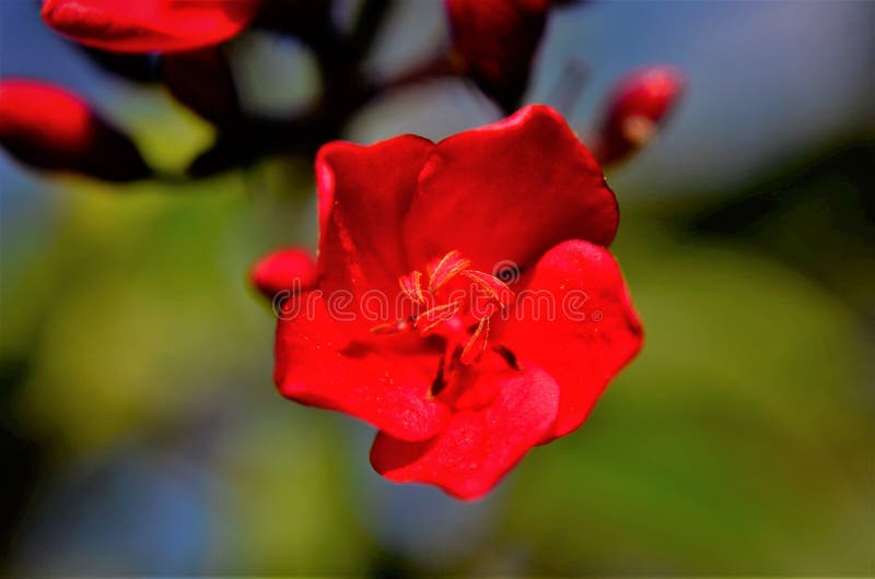 The Red Flower of Jatropha Integerrima Stock Image - Image of full ...