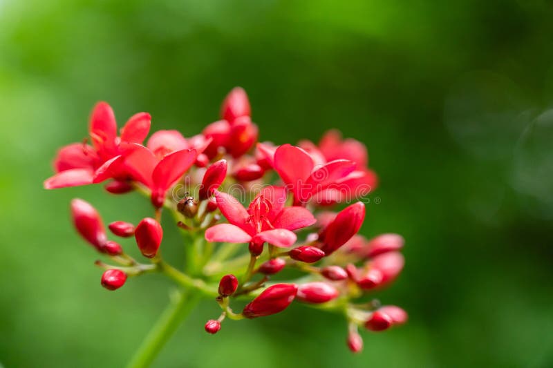 Jatropha Integerrima (Peregrina) Bright Red Flowers in Bloom, Close-Up ...