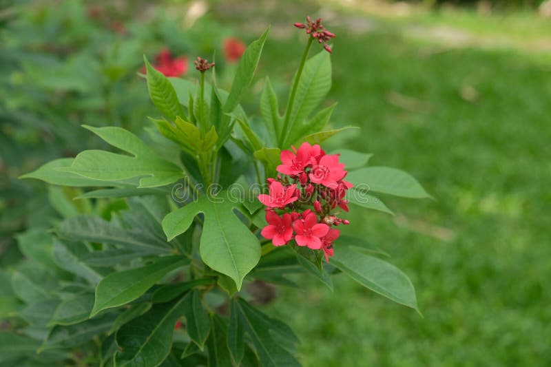 Jatropha Integerrima, Red Flower Peregrina is an Evergreen Shrub Stock ...