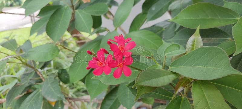Jatropha Integerrima Red Flower Plant Stock Image - Image of tree ...