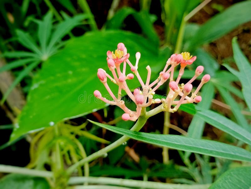 Jatropha multifida flowers stock image. Image of lawn - 307704367