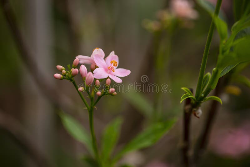 Jatropha pink bottle tree stock image. Image of amazing - 171349215