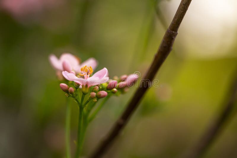 Jatropha pink bottle tree stock photo. Image of tropics - 171349670