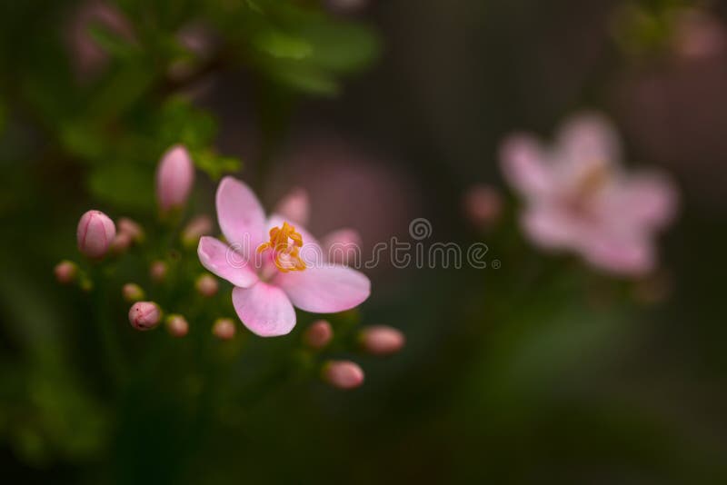 Jatropha pink bottle tree stock image. Image of trunk - 171349931