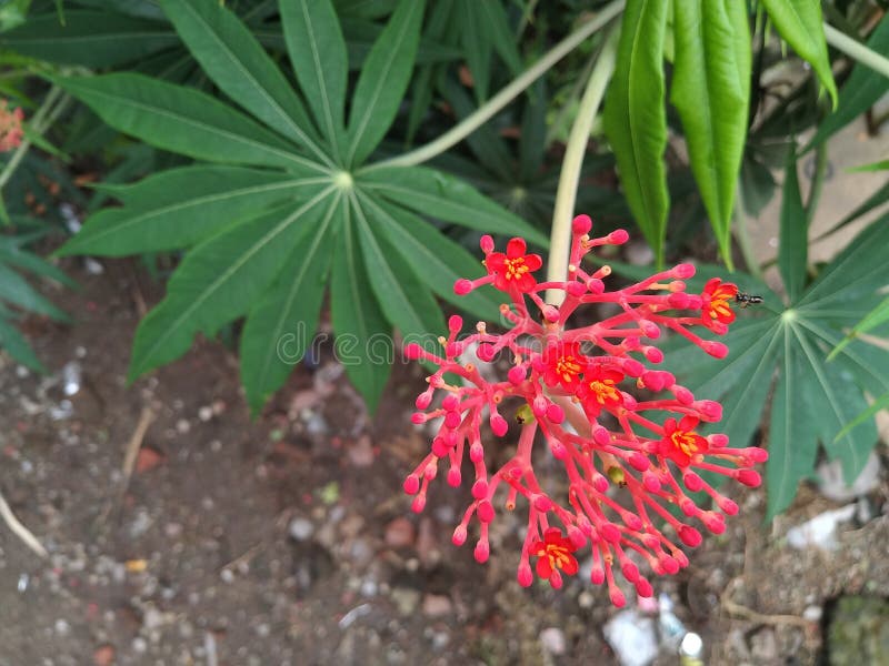 Jatropha Plant stock photo. Image of summer, foliage - 321371136