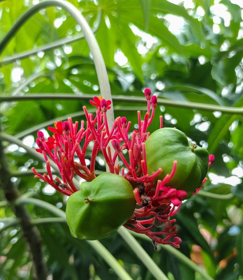 Jatropha Tree Fruit and Flowers that Bloom during the Day Stock Photo ...