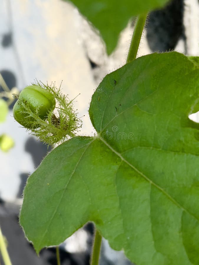 Castor fruit stock image. Image of tree, healthcare - 253206197