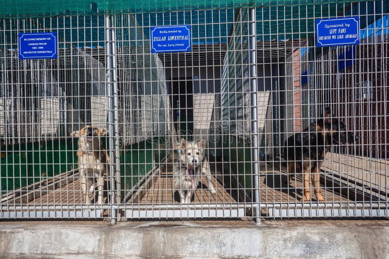Jaulas Para Perros Esperando Dueños Foto de archivo editorial - Imagen ...