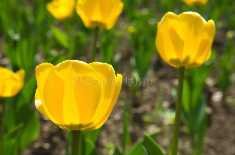 Jaune De Tulipes Image. Image: 19634586