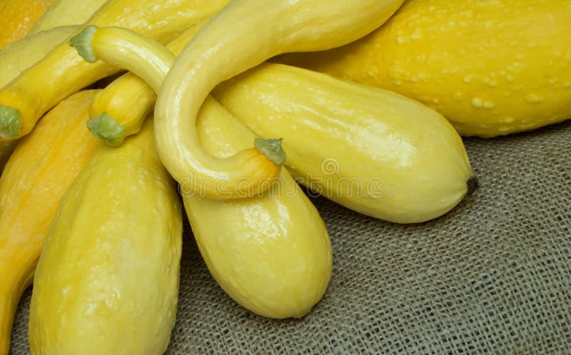 Courge jaune image stock. Image du ferme, nourriture - 19597679