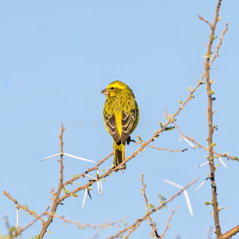 1,153 Oiseau Jaune Canari Sauvage Photos libres de droits et gratuites ...
