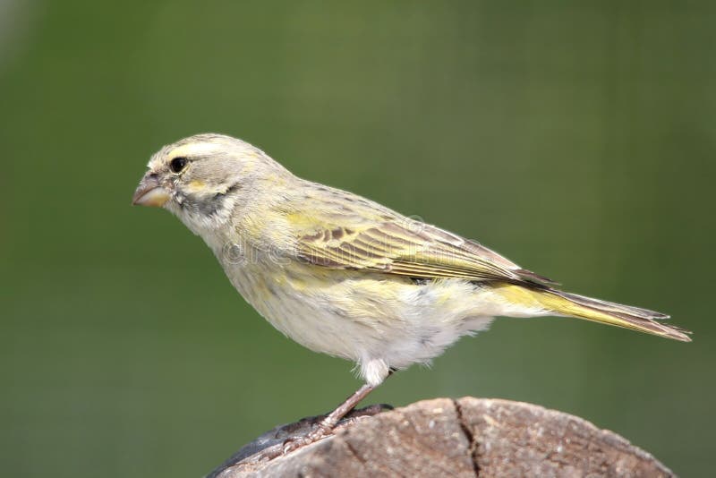 Jaune sauvage jaune canari image stock. Image du animal - 6912889