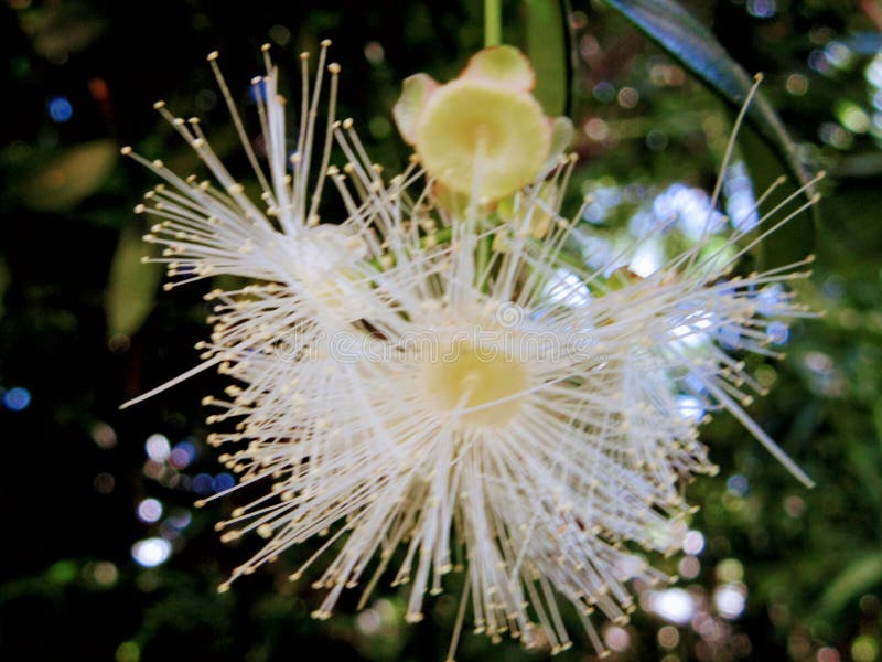 Bloxsom Stock Photos - Free & Royalty-Free Stock Photos from Dreamstime