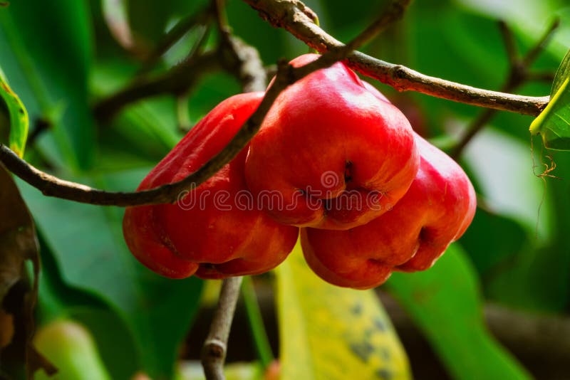 Java Apple on Tree foto de archivo. Imagen de hoja, java - 154409146