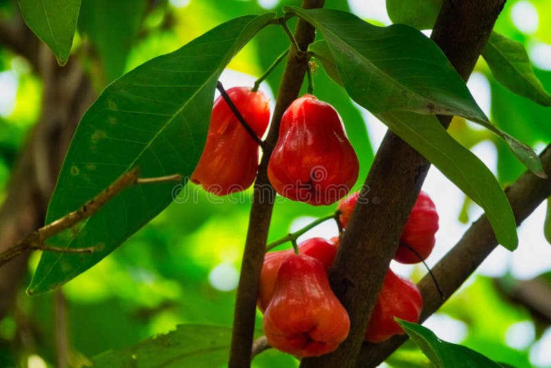 Java Apple on Tree imagen de archivo. Imagen de agua - 154409153