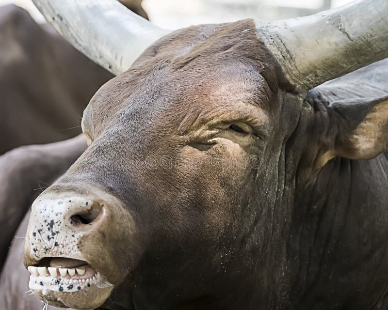 Java banteng stock image. Image of park, java, wildlife - 36577921