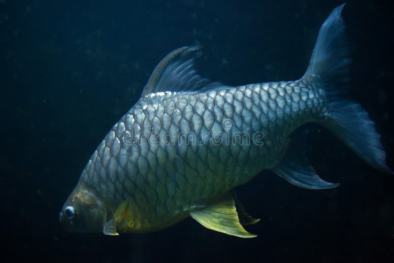 Barbonymus Gonionotus is a Freshwater Fish in Nature. Stock Image ...