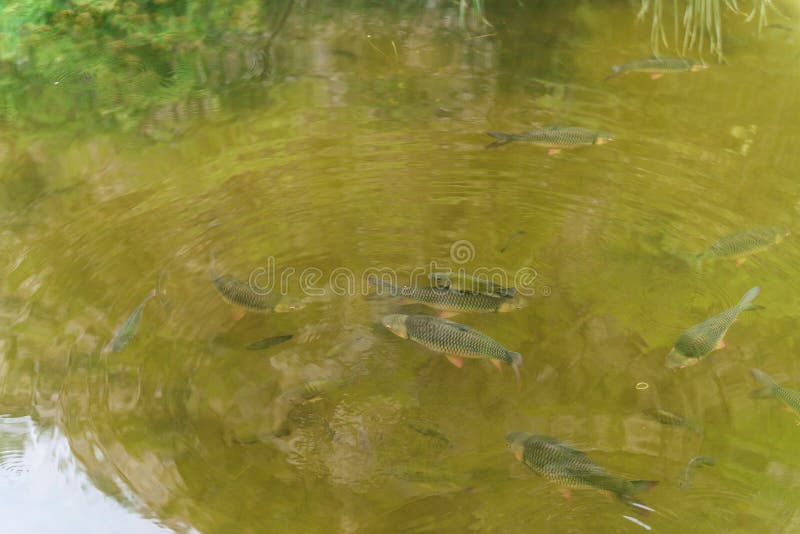 Java Barb Barbonymus Gonionotus, Also Known As the Silver Barb Stock ...