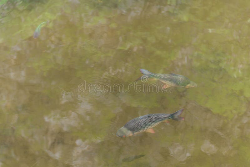 Barbonymus Gonionotus Stock Photos - Free & Royalty-Free Stock Photos ...