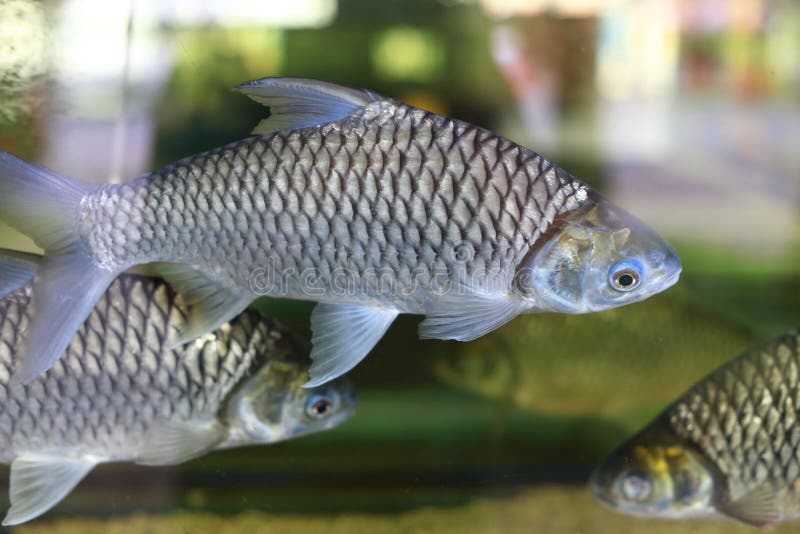 Java Barb Barbonymus Gonionotus. Stock Image - Image of farmed, lake ...