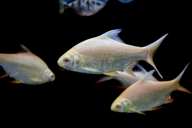 190 Java Barb Fish Stock Photos - Free & Royalty-Free Stock Photos from ...