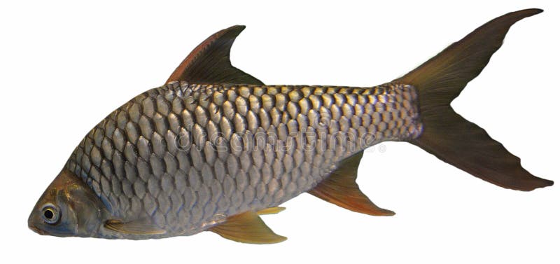 Silver barb fish stock image. Image of asia, silver, sport - 56960777