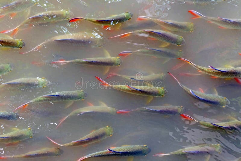 Fish in clear water stock image. Image of cyprinidae - 247825903