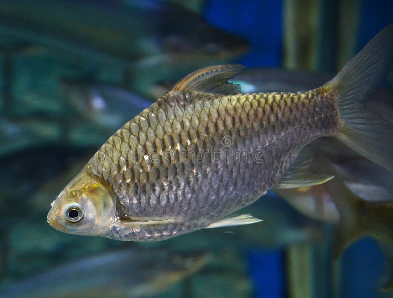Java barb stock photo. Image of gonionotus, white, barbodes - 56871920