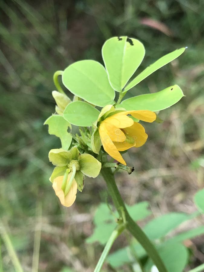 Java Bean Coffee Weed Wildflower - Senna Obtusifolia - Sicklepod Stock ...
