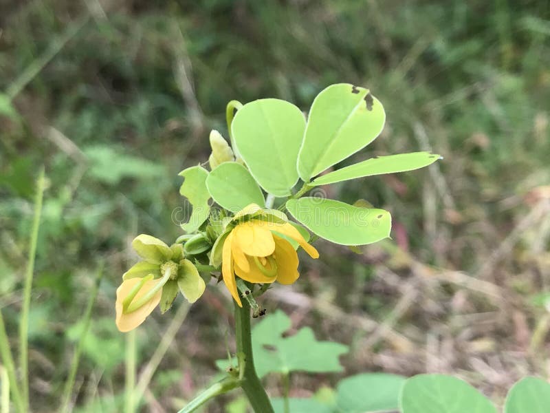 Java Bean Coffee Weed Wildflower - Senna Obtusifolia - Sicklepod Stock ...