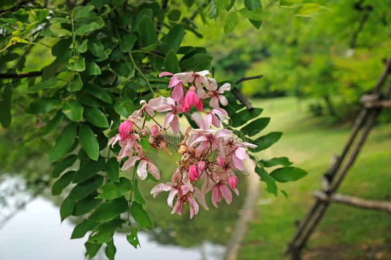 Java Cassia Flower ,Pink Showe Stock Photo - Image of pink, petal ...