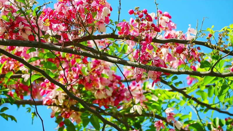 Java Cassia or Pink Shower or Apple Blossom Tree or Rainbow Shower Tree ...