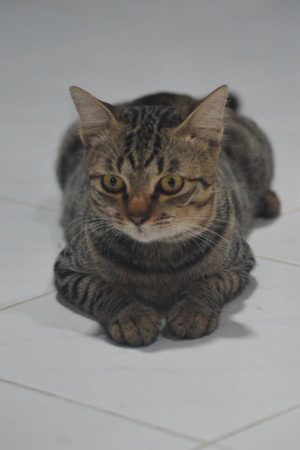 Java Cat on the floor stock illustration. Illustration of grooming ...