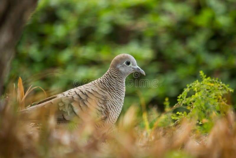 195 Nfemale Symbols Stock Photos - Free & Royalty-Free Stock Photos ...