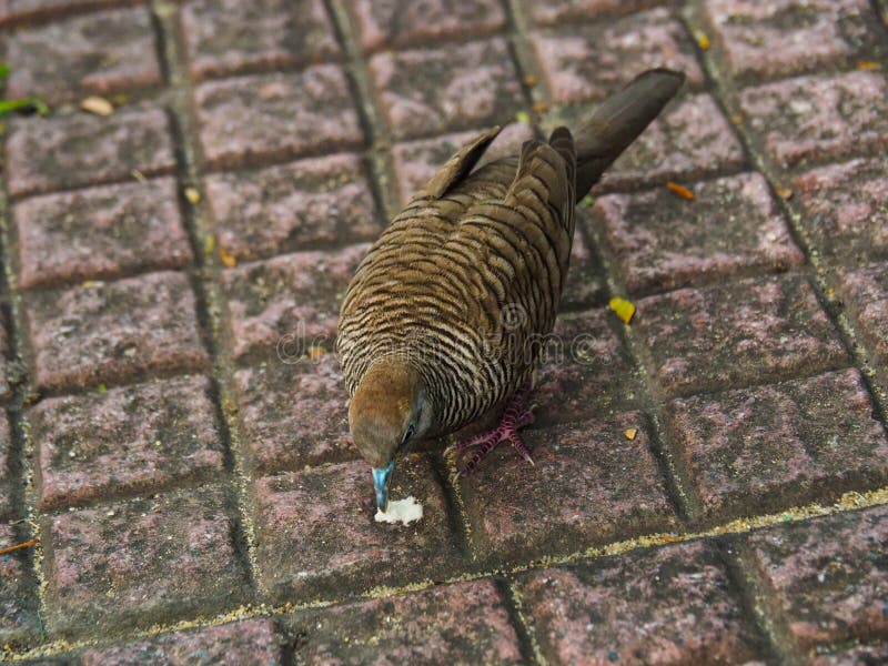 Java Dove is Having Sunbathing Stock Image - Image of natural, barrec ...