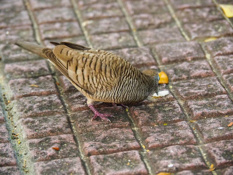 Java Dove is Having Sunbathing Stock Image - Image of forest, relax ...