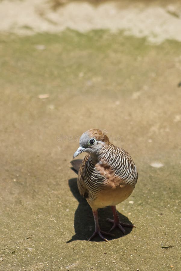 Java Dove is Having Sunbathing Stock Photo - Image of groud, outdoor ...