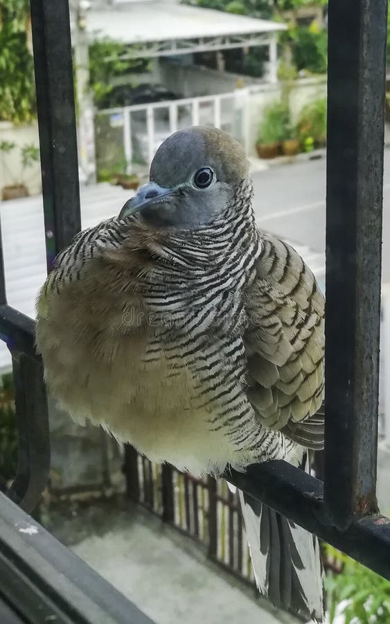 Java Dove Standing at the Window Sill Stock Image - Image of banister ...