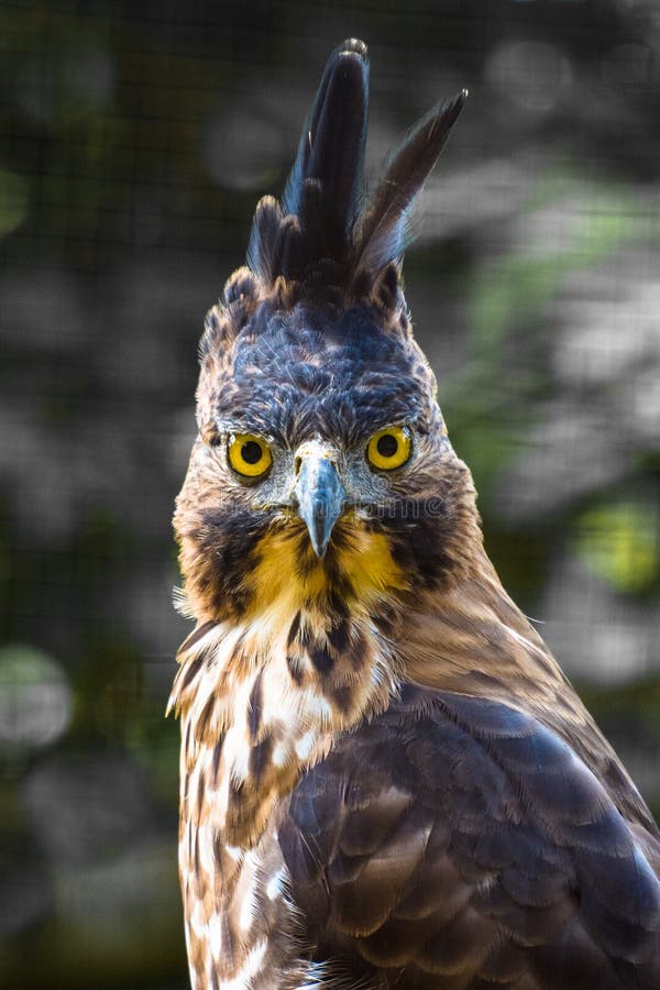 The java eagle close up stock image. Image of bird, eagle - 182924539