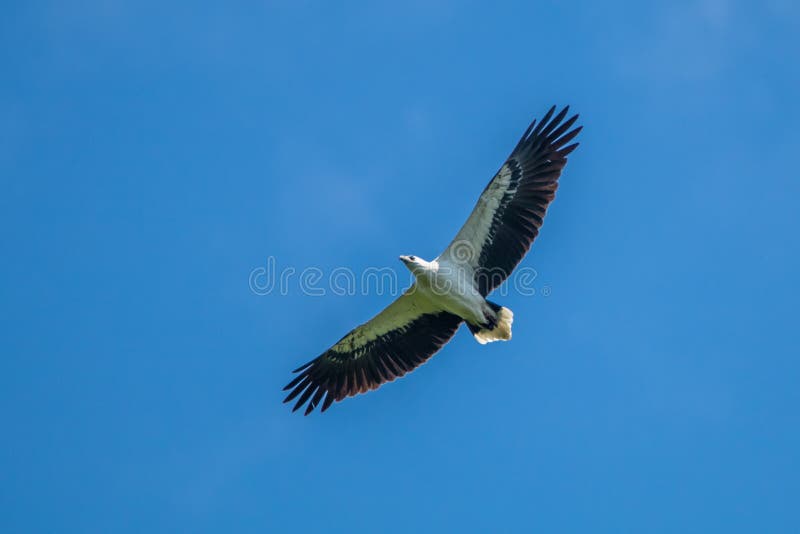 The Java Eagle on the Mini Zoo Cage, Semarang Central Java Stock Photo ...
