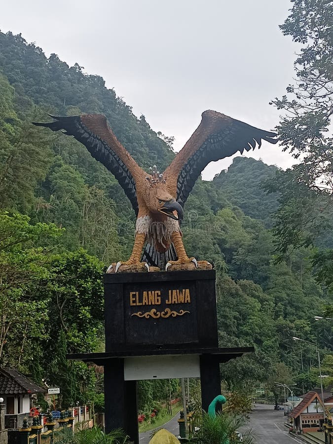 Java Eagle in Merapi Mountain Stock Photo - Image of java, kaliurang ...
